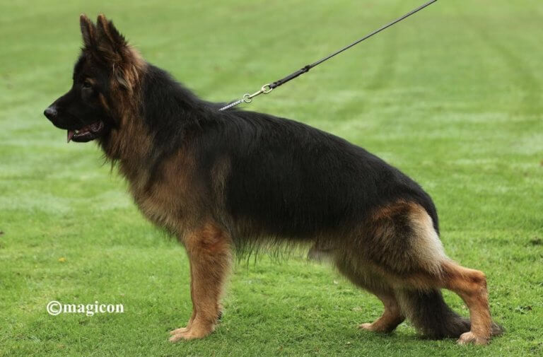 Male German Shepherds - Kaiser German Shepherds