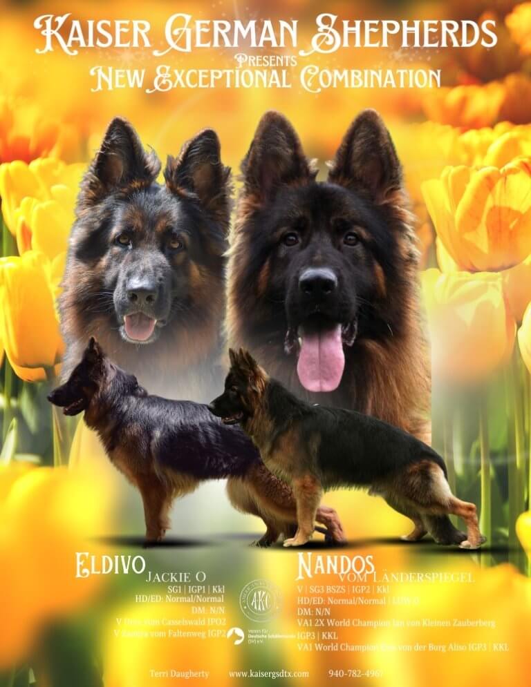 Available German Shepherd Puppies - Kaiser German Shepherds